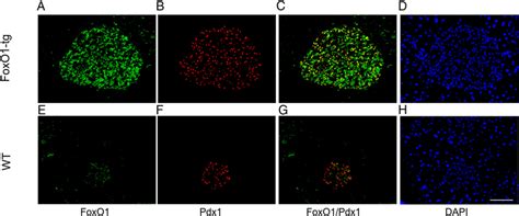 Foxo1 And Pdx1 Colocalize In Mouse Islets Male Foxo1 Tg N 6 8 Wk