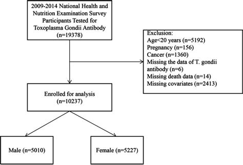 Toxoplasma Gondii Infection And Cardiovascular Mortality Sex Specific