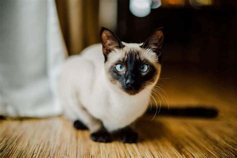 Los Gatos M S Bonitos Del Mundo Gatosmania