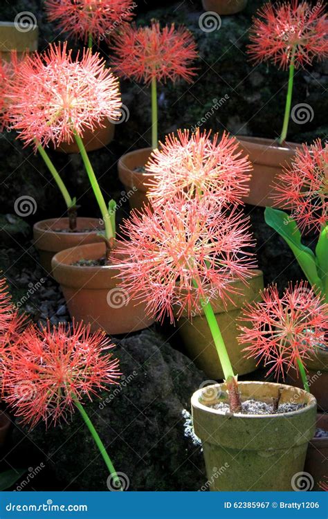 Mooie Achtergrond Van Gezwollen Roze Bloemen In Kleipotten Die Op