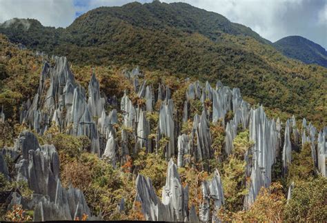 Seek Sophie Unique Things To Do In Mulu In 2025