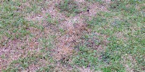 Save Your St Augustine Grass From Fungus And Armyworms