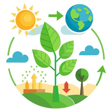 Plant Growth And Photosynthesis Process How Sunlight And Nutrients Help