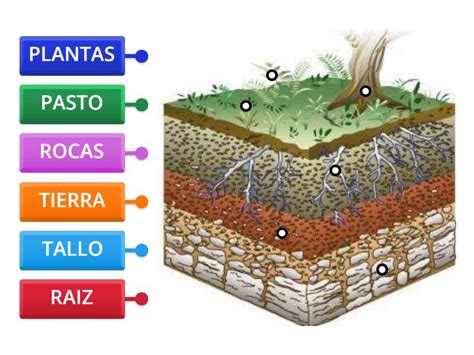 Partes Del Suelo Labelled Diagram