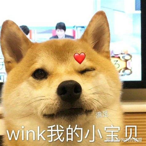 深陷“跟屁虫”危机，为什么狗狗喜欢跟在主人身后？ 知乎