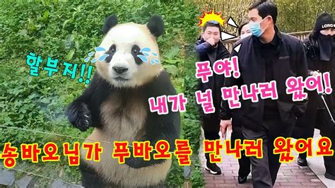 세상에💥송바오님 할부지 가 갑자기 중국에 푸바오를 방문하셨다 👀💨드디어 푸야가 송바오님도 볼수 있게 되는건가요💦 Youtube