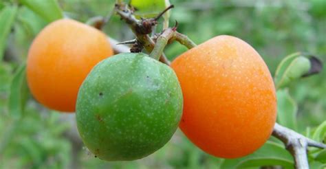Ximenia Fruit