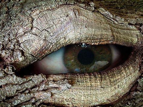Tree Ent Eye Art Beautiful Eyes Tree Spirit