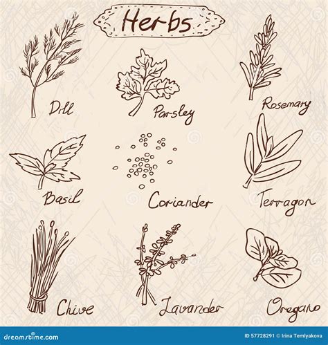 Herbs Set Vector Hand Drawn Illustration Stock Vector Illustration