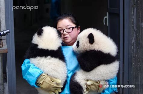 熊猫抱人粘人大山谷图库