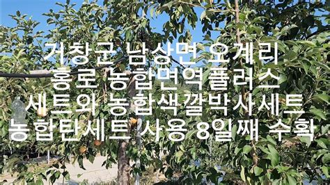 거창군남상면오계리홍로농합면역플러스 농합탄 농합색깔박사세트사용8일째수확 240831토경남거창남상오계 손범규농합농법 상담손범규 010 7258 2666 Youtube