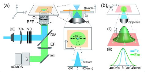 A Schematic Representation Of Confocal Excitation Microscopy Setup