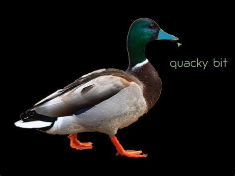strong duck type driven development