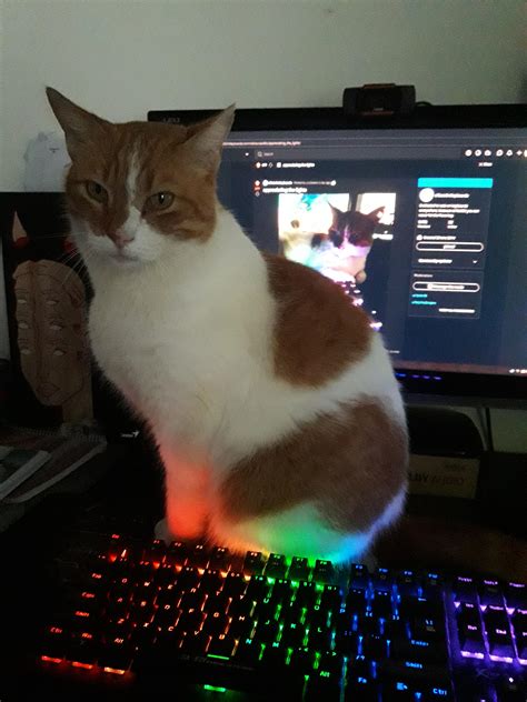 Telling Him All The Nice Comments Rcatsonkeyboards