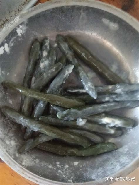让中华鲎吃上爱心营养餐上海海洋大学胡梦红团队突破恢复鲎体能技术 知乎