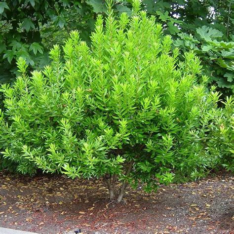 Wax Myrtle Don S Dwarf I 3 Live Plants I Myrica Cerifera Compact