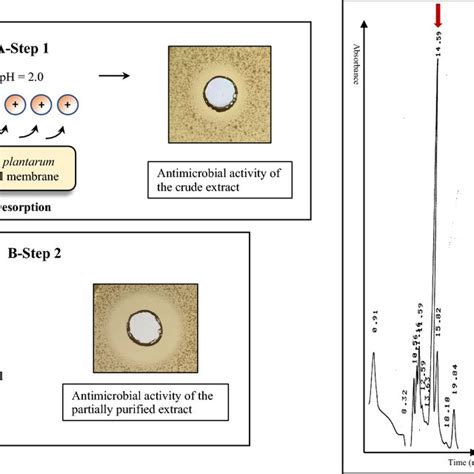 Step By Step Purification And Antimicrobial Activity Of The Download Scientific Diagram