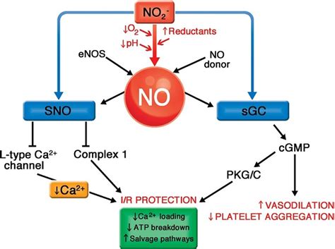 Omega 3脂肪酸和维生素c抑制nf Kb的表达 Omega 3 Fatty Acids And Vitamin C Inhibits Nf