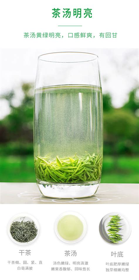 春茶上市 文新信阳毛尖茶叶绿茶2020新茶雨前（信字金罐）250g 天猫