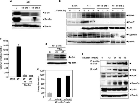 Suppression Of C Src Expression By Stable SiRNA Reduces The Level Of Download Scientific
