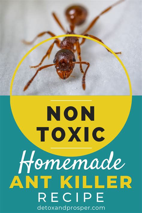 Pin On Non Toxic Pest Control