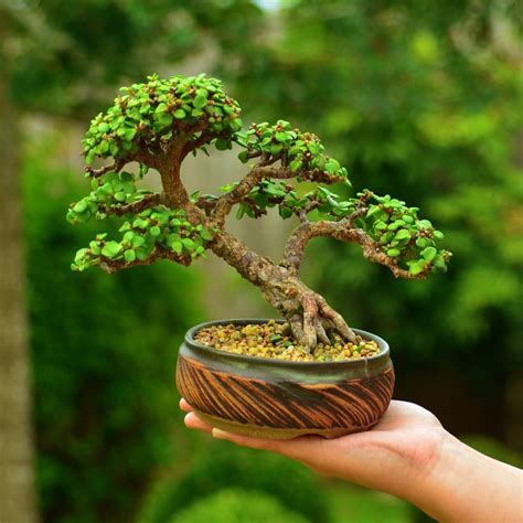 How To Grow Your First Bonsai Artofit
