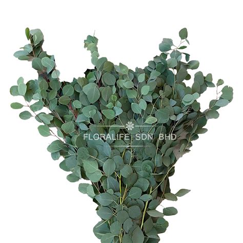 Eucalyptus Populus Full Bundle Floralife Sdn Bhd
