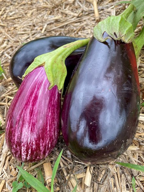 Yard And Garden Planting And Growing Eggplant News