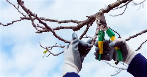 The Art And Science Of Pruning Best Practices ArboStar