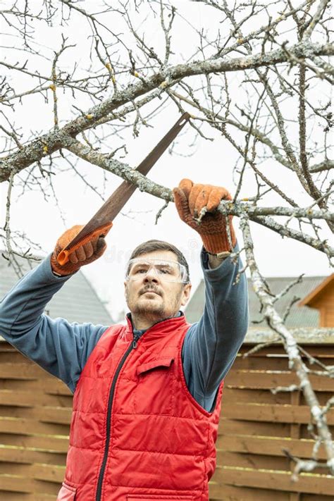 Pruning Trees In An Autumn Garden Close Up Of Hands With A Saw Cutting