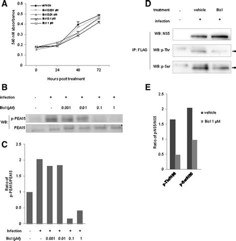 Inhibition Of Pkc By Bisi A Inhibition Of Pkc By Bisi Did Not Alter