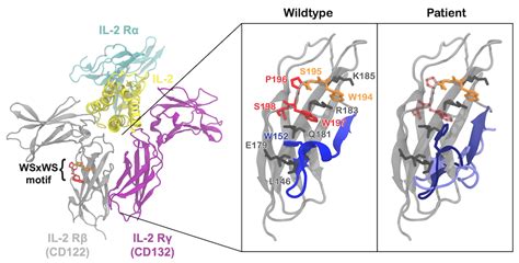 Simulations And Disease Simbac Simulations Of Bacterial Systems
