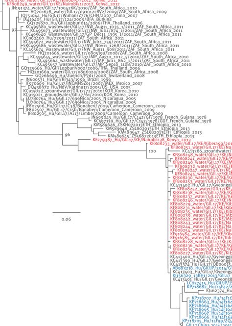 unrooted maximum likelihood phylogenetic tree based on the 5 end of