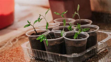 11 Vegetables You Can Regrow From Kitchen Scraps