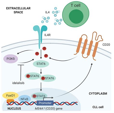 Il4 Stat6 Signaling Induces Cd20 In Chronic Lymphocytic Leukemia And