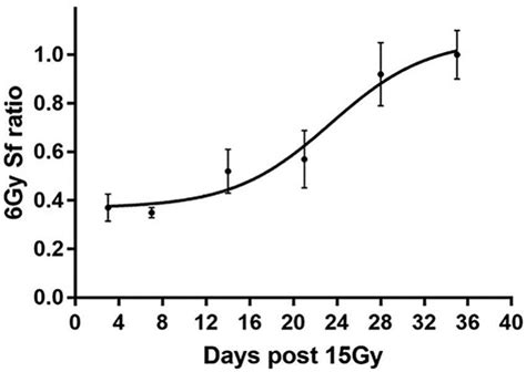 Acute Large Dose Irradiation Sensitizes Surviving Cells To Subsequent