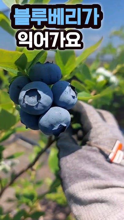 내고향 6월은 블루베리가 익어가는 계절♡ 친환경무농약인증블루베리 블루베리생과 블루베리 블루베리재배 Blueberry Farming Youtube