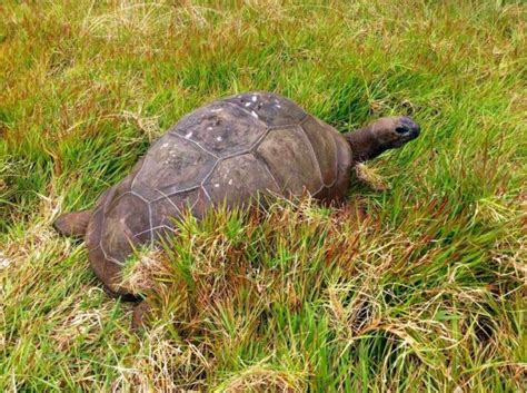 Jonathan The Worlds Oldest Tortoise Is Actually Gay