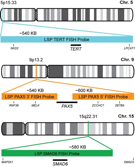 Tertpax5smad6 Fish Probe Kit Cytotest