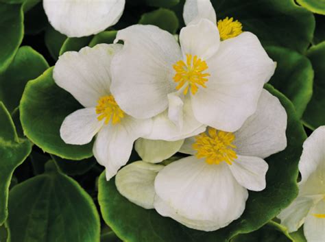 Begonia Semperflorens Sprint Plus White Bulk Wax Begonia Seeds