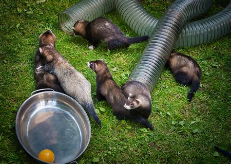Frettchen Als Haustier Verhalten Nahrung Und Sozialleben