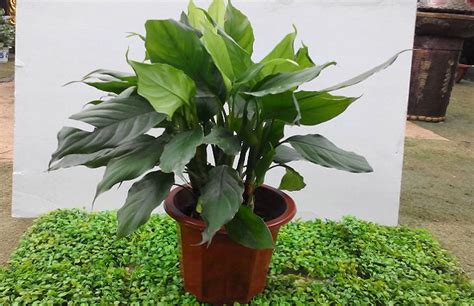 四季青和万年青的图片 四季青植物图片 第2页 大山谷图库