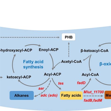 Overview Of Synthetic Biology Toolkit For C Necator H16 And Microbial