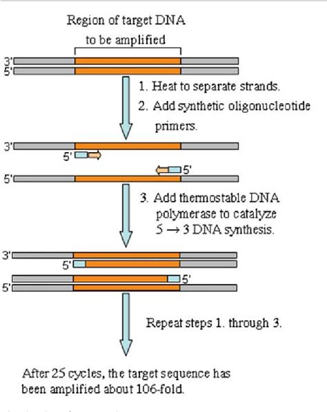 Figure 1 From Primer Design For Multiplex Pcr Using A Genetic Algorithm Semantic Scholar