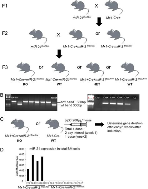 Figure 5 3 From Functional Role Of The Tlr4 Signaling Pathway In The Bone Marrow Response To