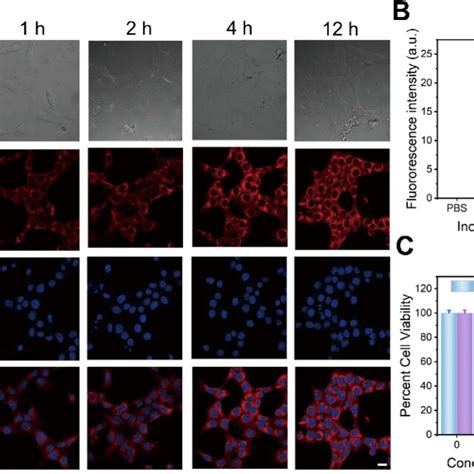 Cellular Uptake And Toxicity Without Laser A Confocal Images And B
