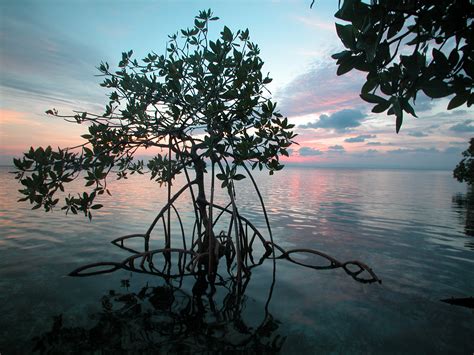 Red Mangrove Tree Smithsonian Environmental Research Center