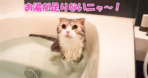 お風呂が大好きなニャンコ、「お湯が足りないニャ～！」と苦情を言っています ｜ ニャンコ大好き倶楽部 〜猫ちゃんは天使です〜