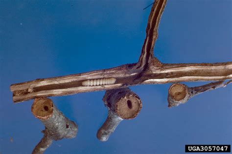 Twig Girdlers And Pruners Bugwoodwiki