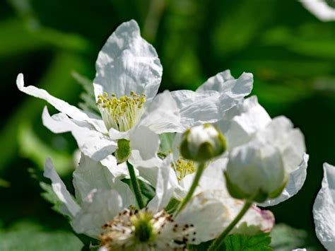 Native Plant Home Garden Tour Coming To Eastern Montgomery County